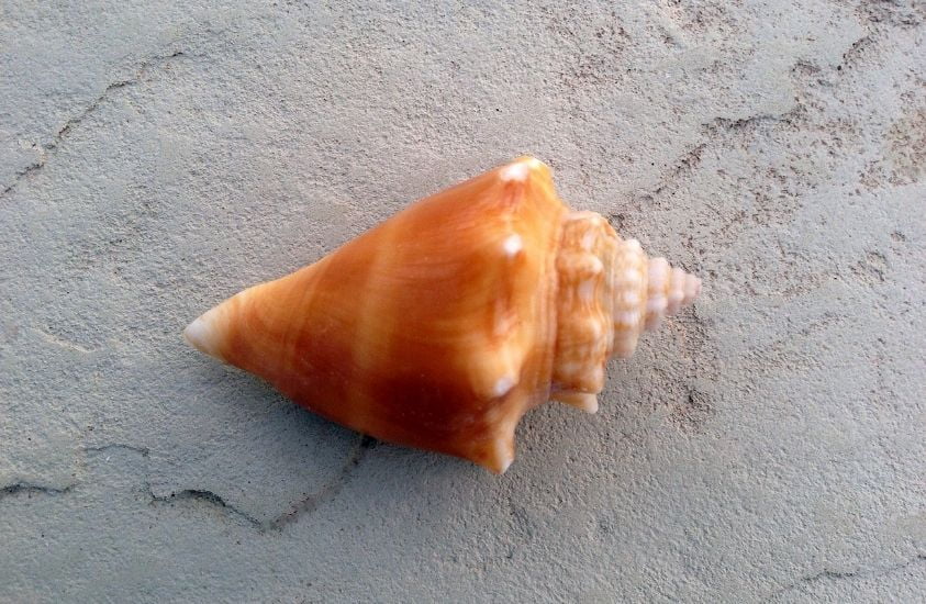 24 Best Shelling Beaches in NC (Secret Spots) - The Trippy Life