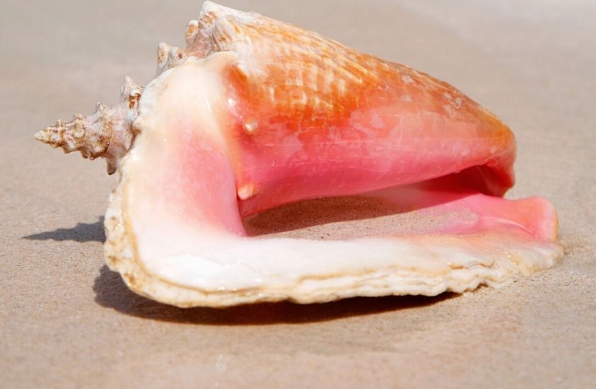 24 Best Shelling Beaches in NC (Secret Spots) - The Trippy Life