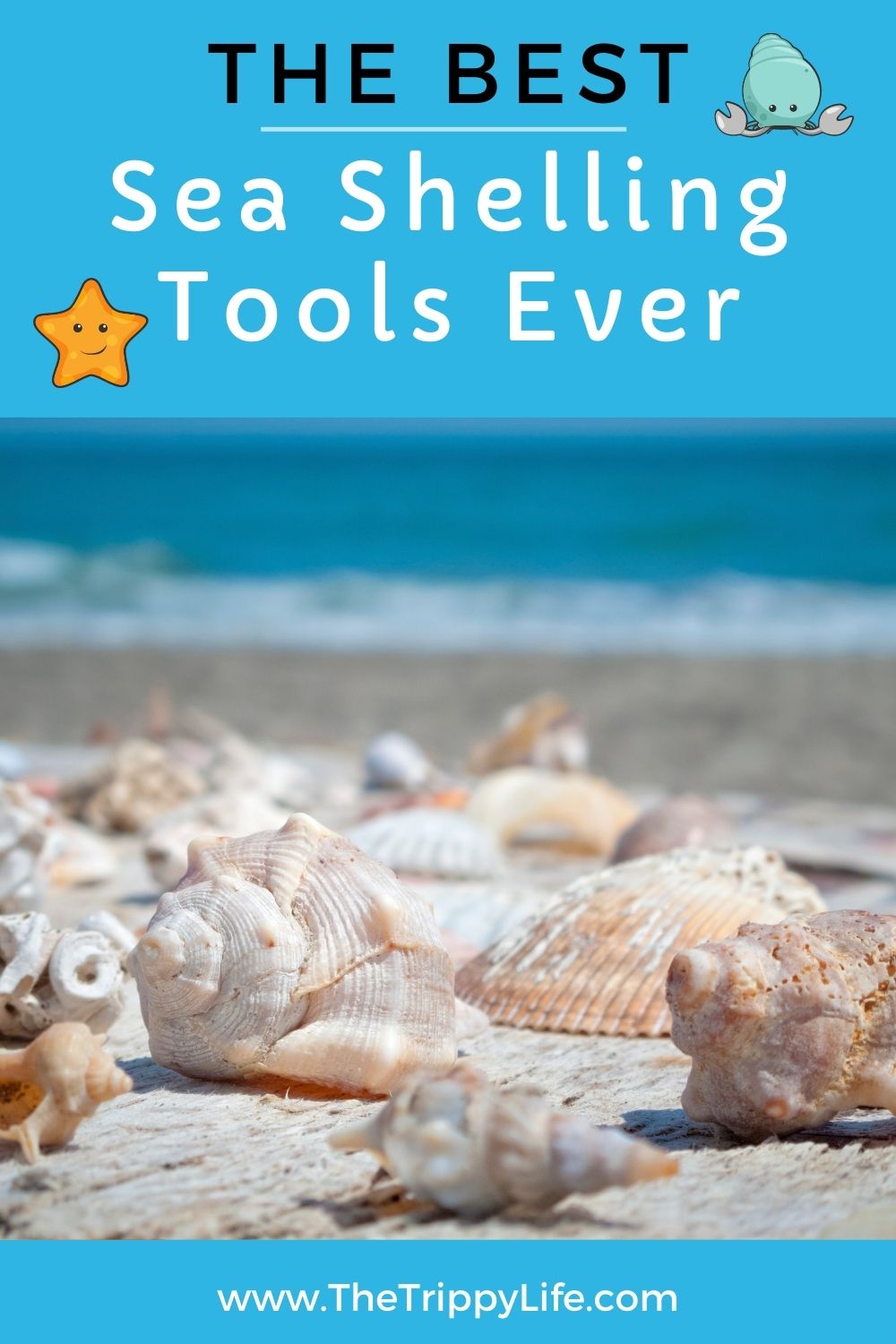 The 17 Best Sea Shelling Tools Ever - The Trippy Life