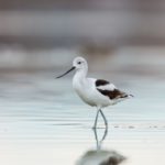 Coastal Birds Of North & South Carolina (Identification Guide) - The ...
