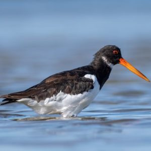 Coastal Birds Of North & South Carolina (Identification Guide) - The ...