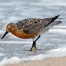 Coastal Birds Of North & South Carolina (Identification Guide) - The ...