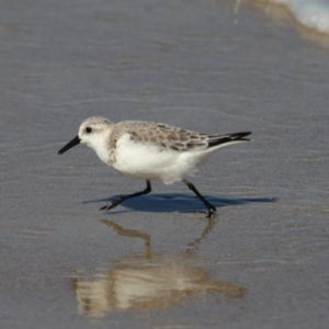 Coastal Birds Of North & South Carolina (Identification Guide) - The ...