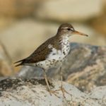 Coastal Birds Of North & South Carolina (Identification Guide) - The ...