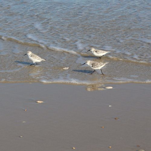 Coastal Birds Of North & South Carolina (Identification Guide) - The ...