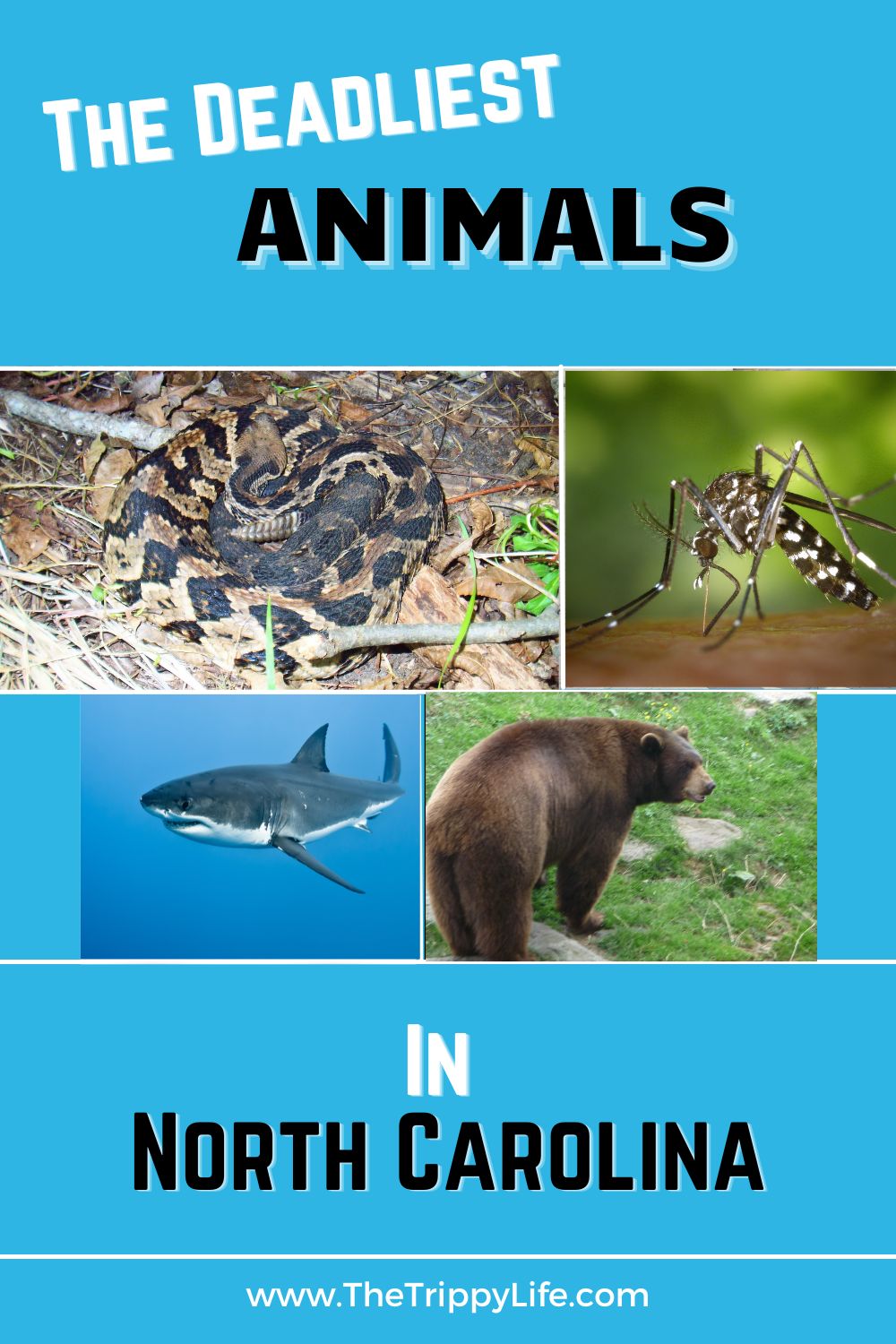 Top 16 Deadliest Animals In North Carolina - The Trippy Life