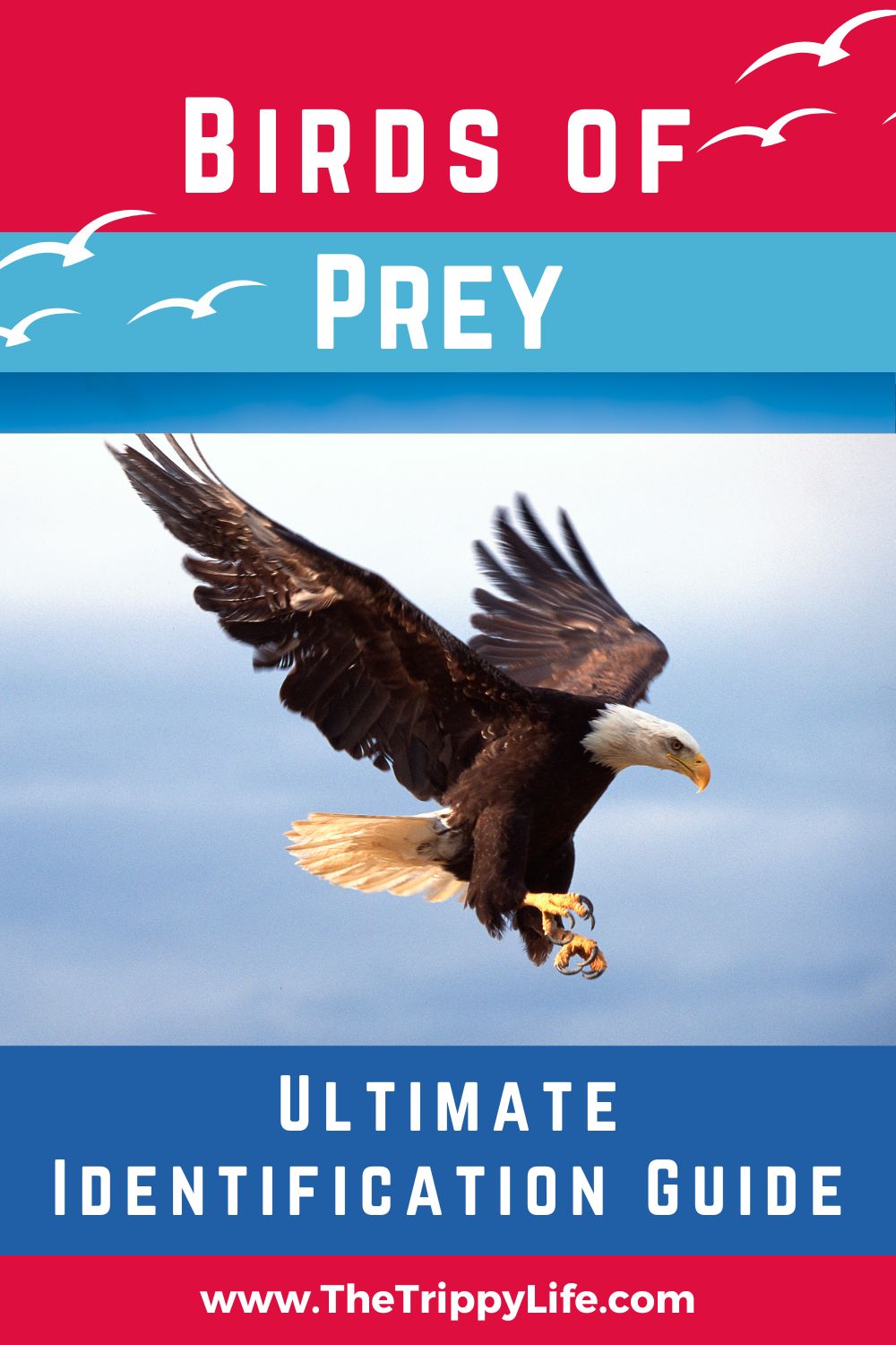 The Ultimate Birds Of Prey (Raptor) Identification Guide - The Trippy Life