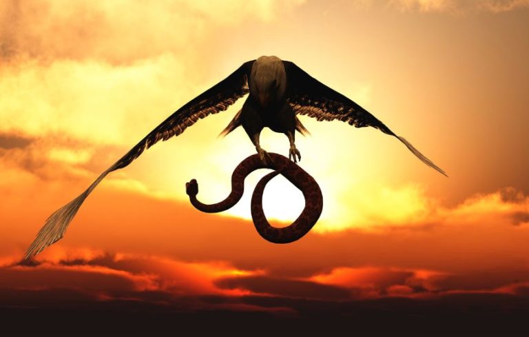 The Ultimate Birds Of Prey (Raptor) Identification Guide - The Trippy Life