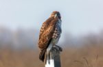 The Ultimate Birds Of Prey (Raptor) Identification Guide - The Trippy Life