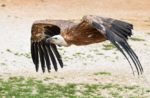 The Ultimate Birds Of Prey (Raptor) Identification Guide - The Trippy Life